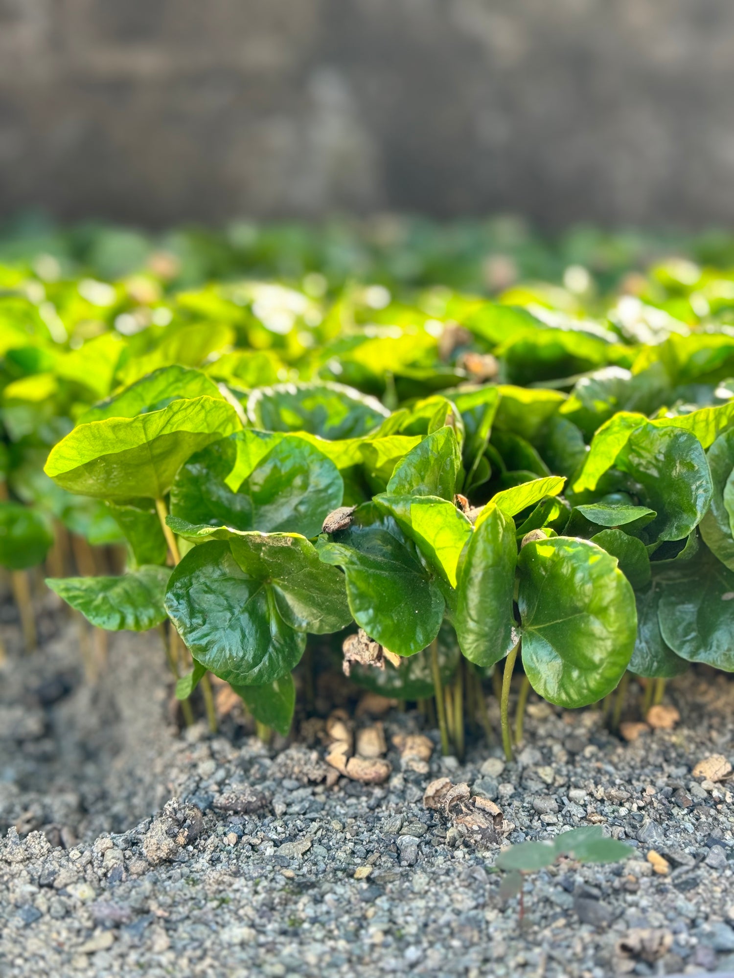 CafeDonAlfredo - Exquisite Dominican Coffee Delivered to Your Doorstep ...